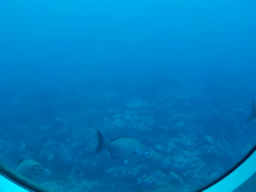 Exploring Charms under the Sea with Atlantis Submarines Barbados